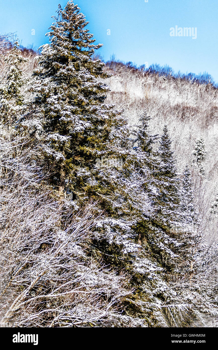 White Mountains National Forest, New Hampshire Stock Photo - Alamy