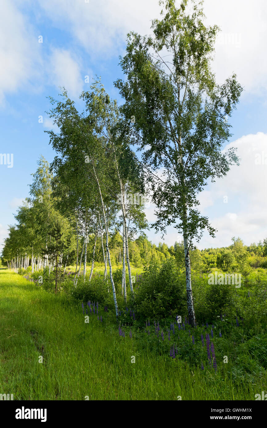Birch tree forest in a Russian countryside Stock Photo - Alamy