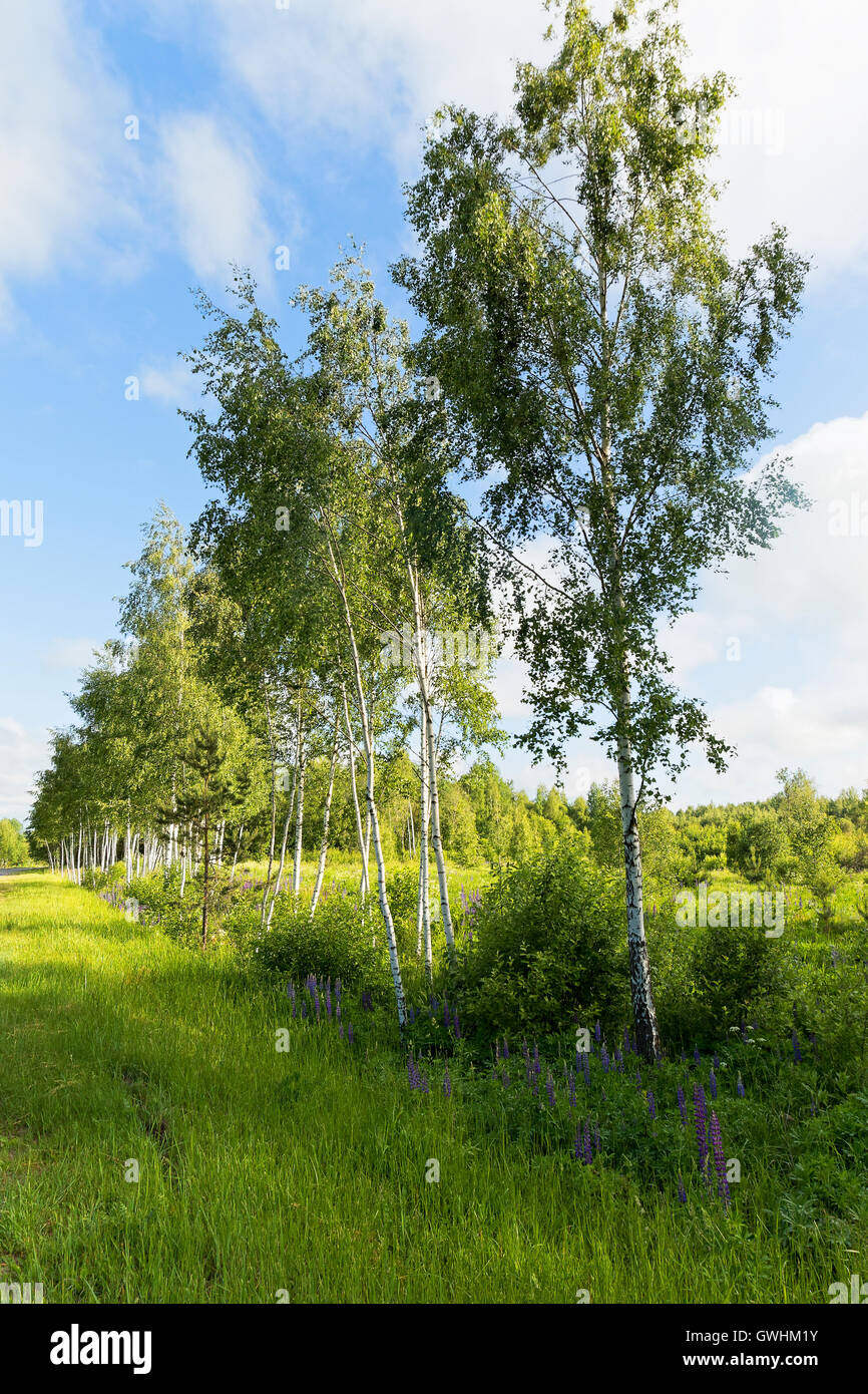 Birch tree forest in a Russian countryside Stock Photo - Alamy