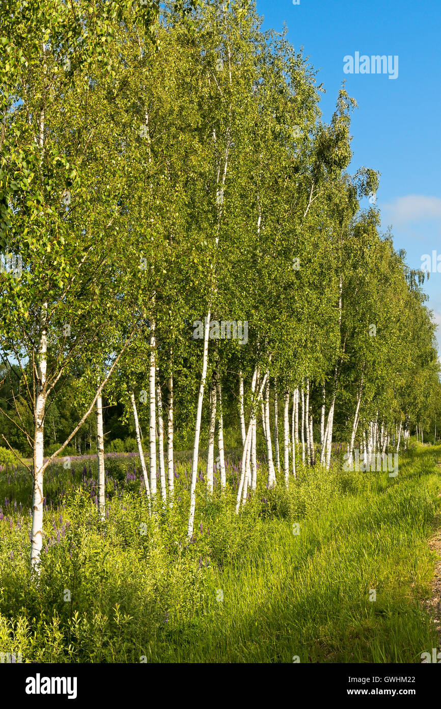Birch tree forest in a Russian countryside Stock Photo - Alamy
