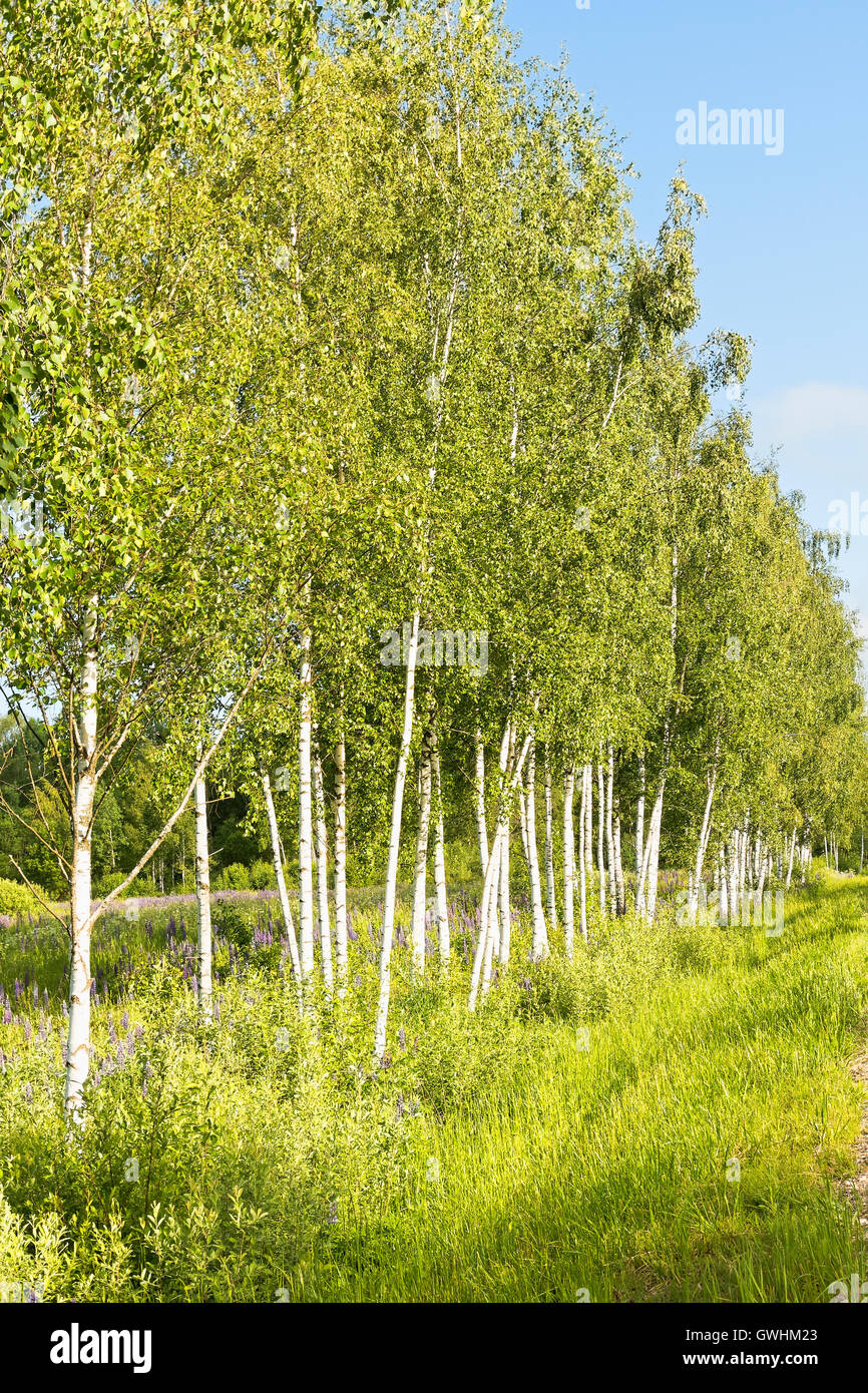 Birch tree forest in a Russian countryside Stock Photo - Alamy