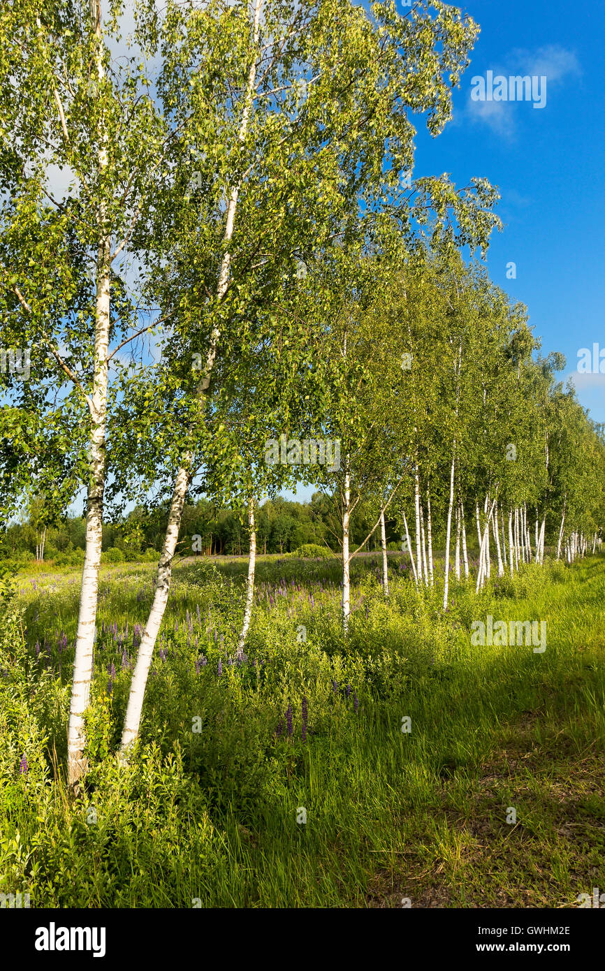 Birch tree forest in a Russian countryside Stock Photo - Alamy