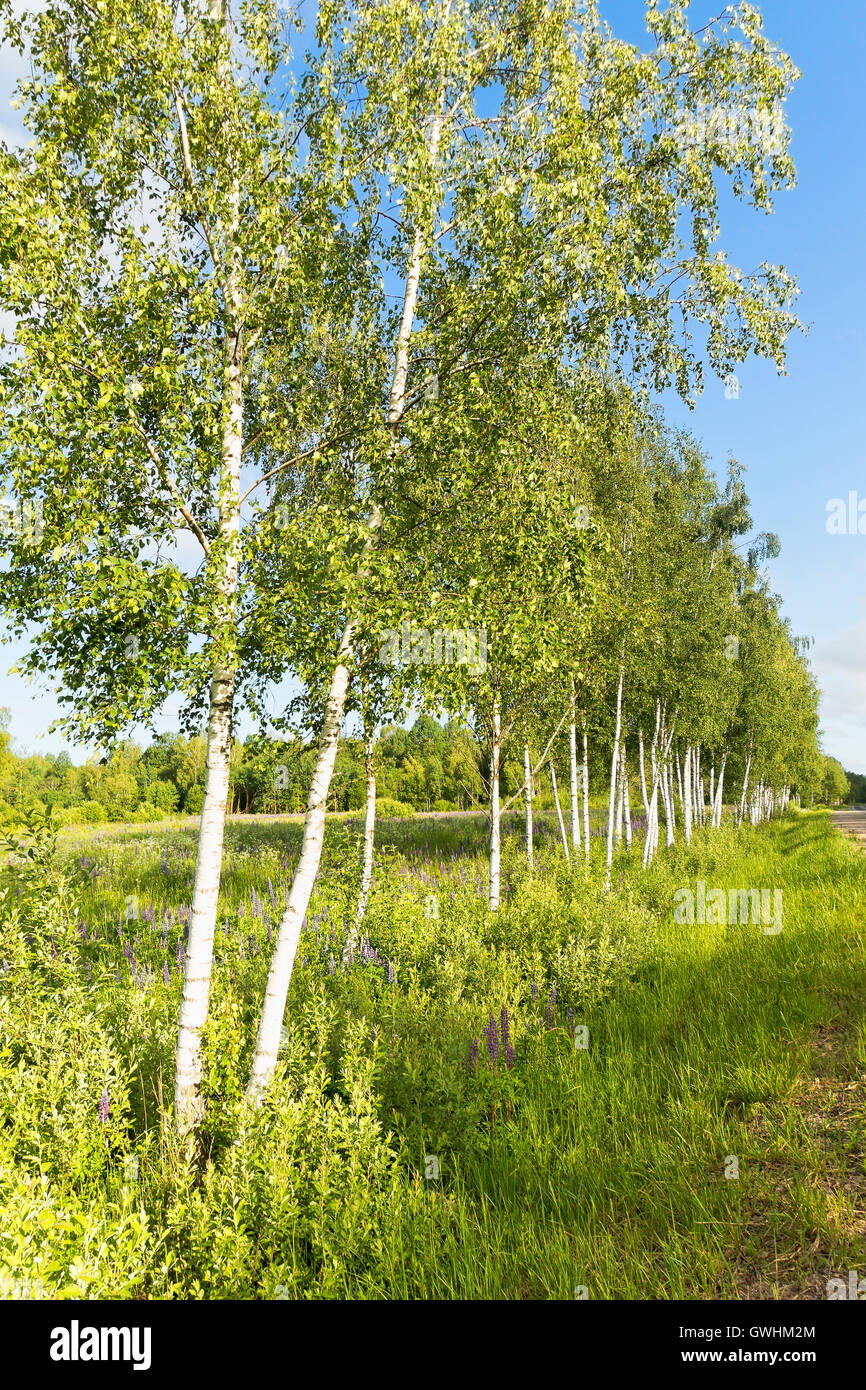 Birch tree forest in a Russian countryside Stock Photo - Alamy
