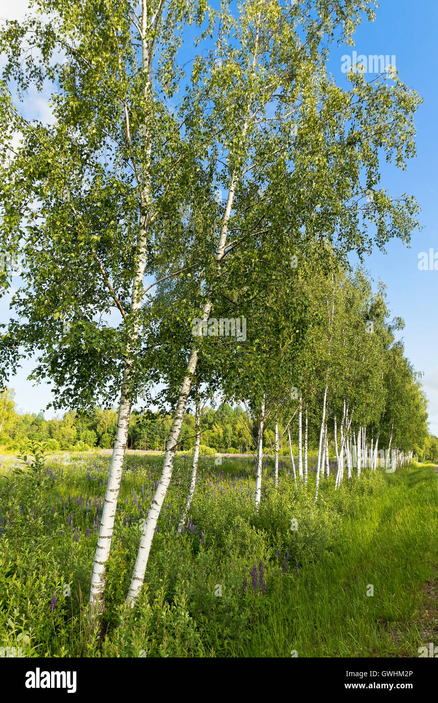 Birch tree forest in a Russian countryside Stock Photo - Alamy