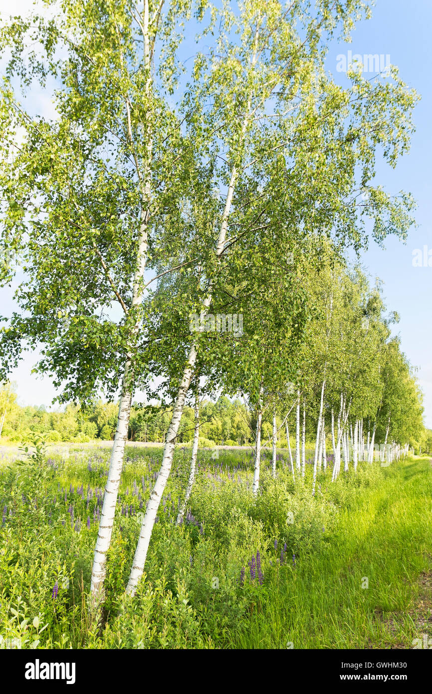 Birch tree forest in a Russian countryside Stock Photo - Alamy