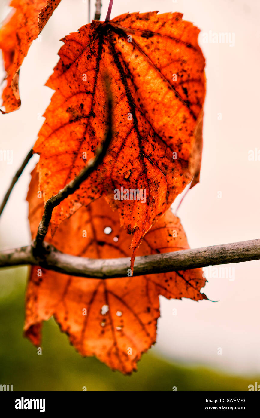 Fall leaf colors Stock Photo - Alamy Fall leaf colors Stock Photo - Alamy