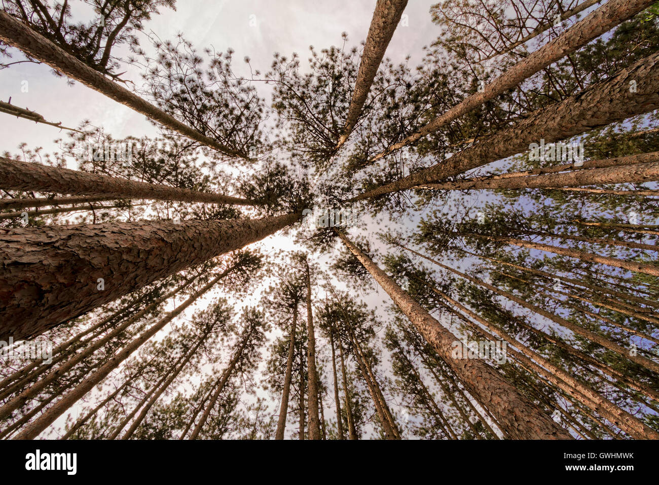 Forest trees landscape Stock Photo - Alamy