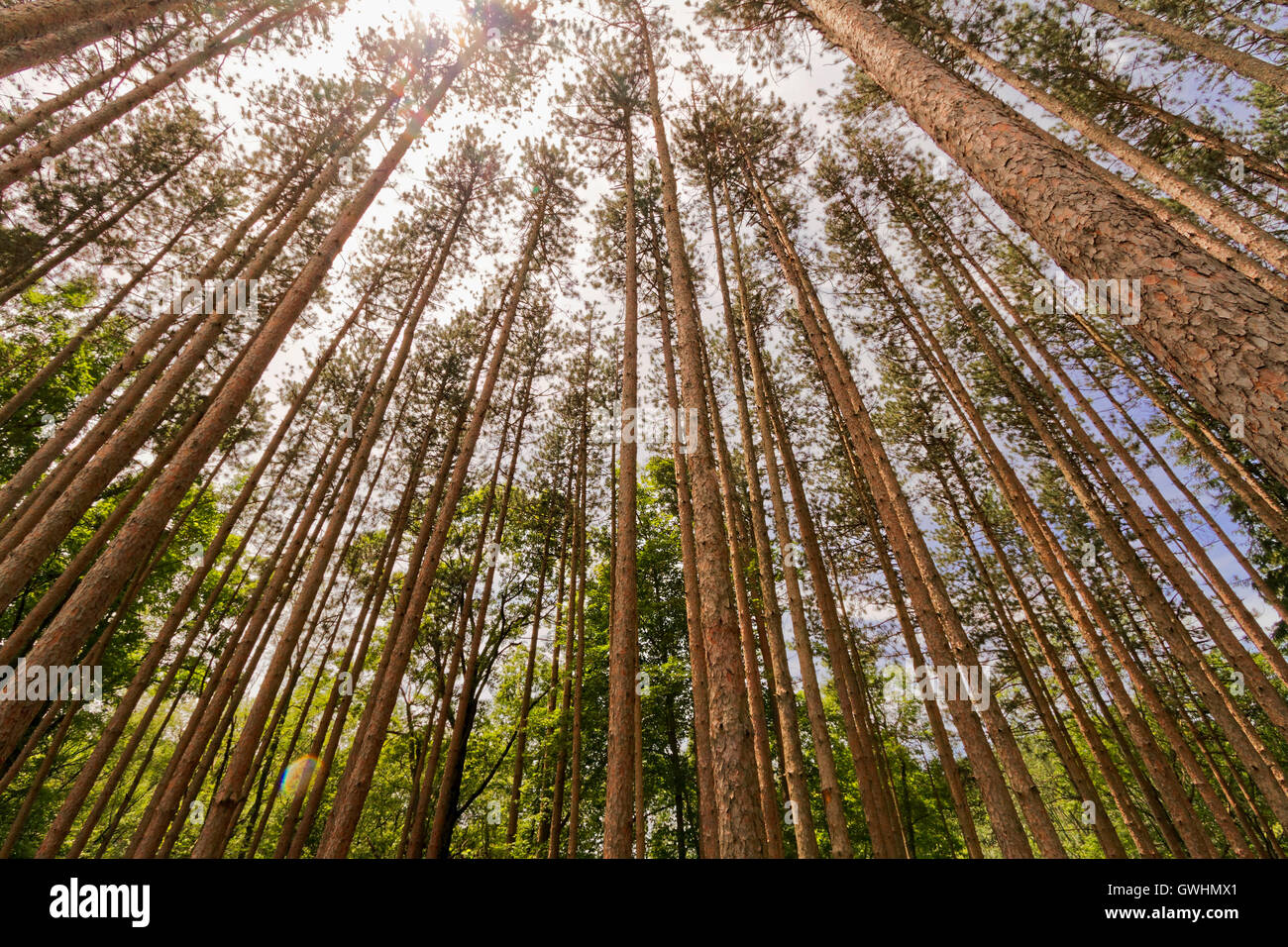 Forest trees landscape Stock Photo - Alamy