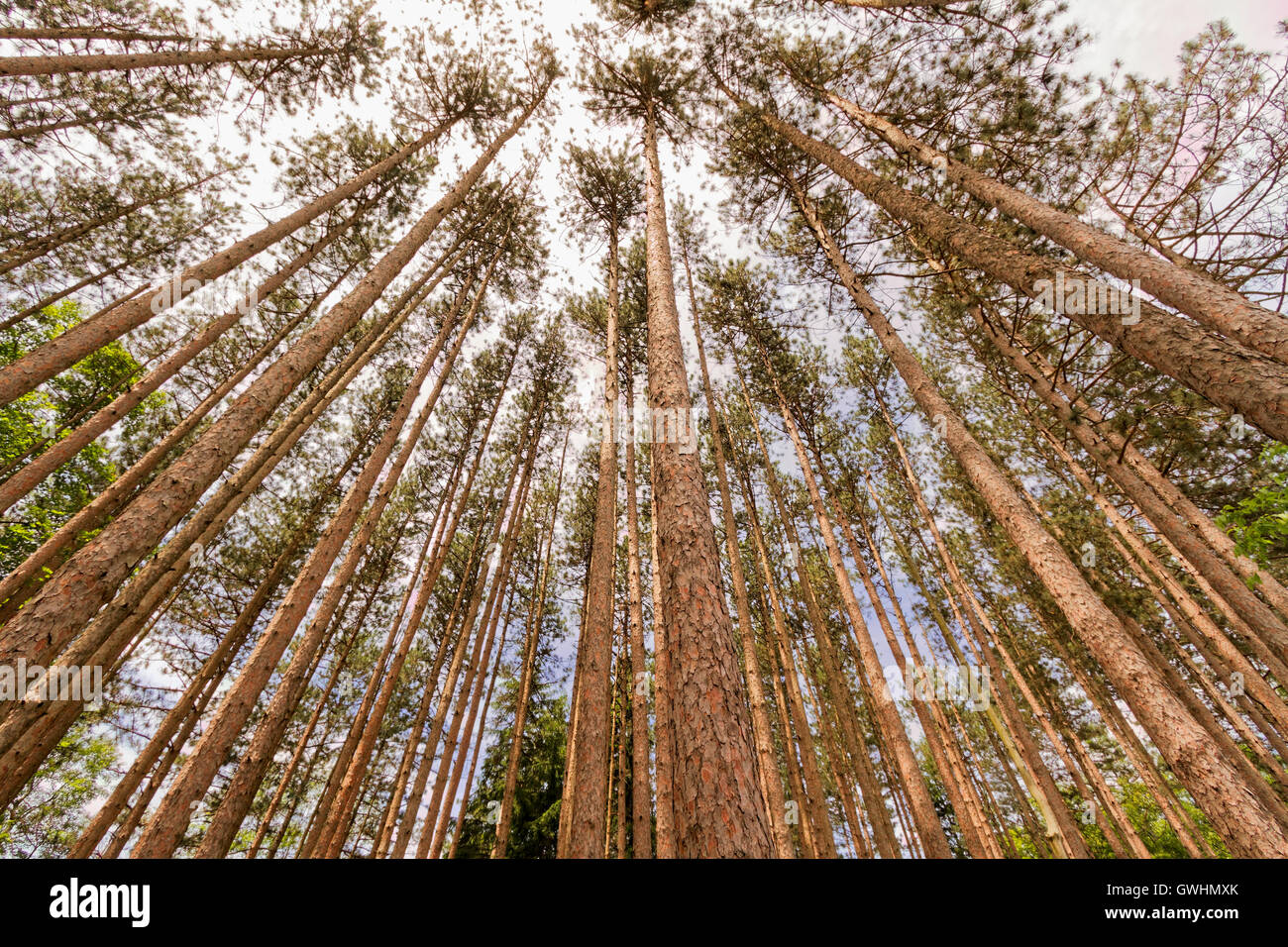 Forest trees landscape Stock Photo - Alamy
