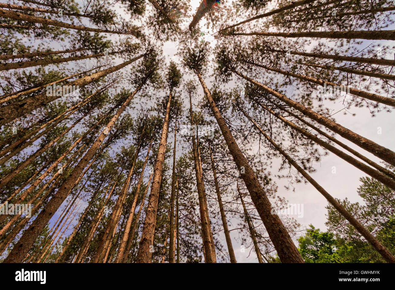 Forest trees landscape Stock Photo - Alamy