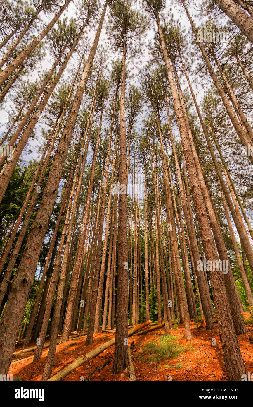 Forest trees landscape Stock Photo - Alamy