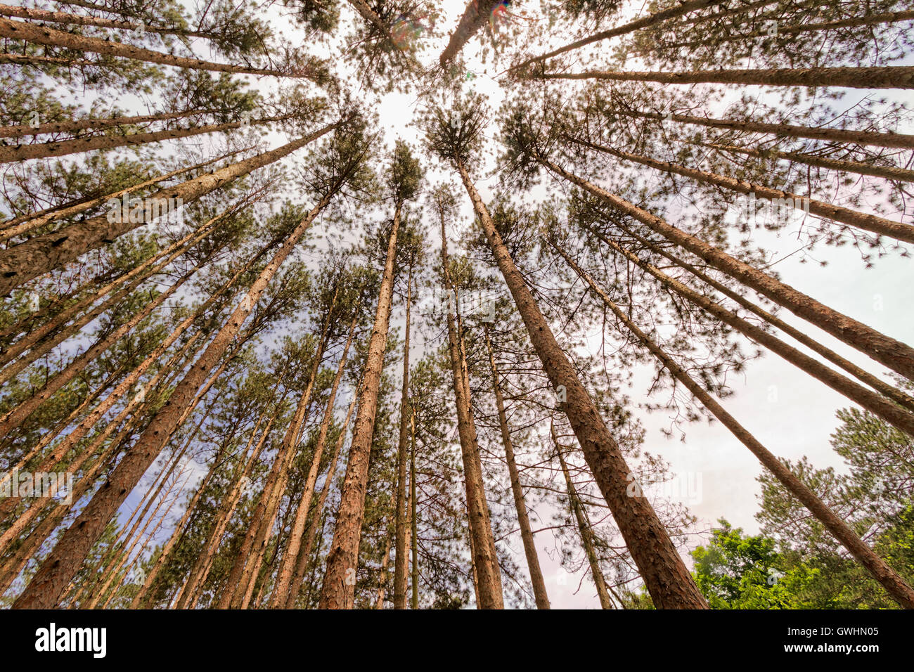 Forest trees landscape Stock Photo - Alamy