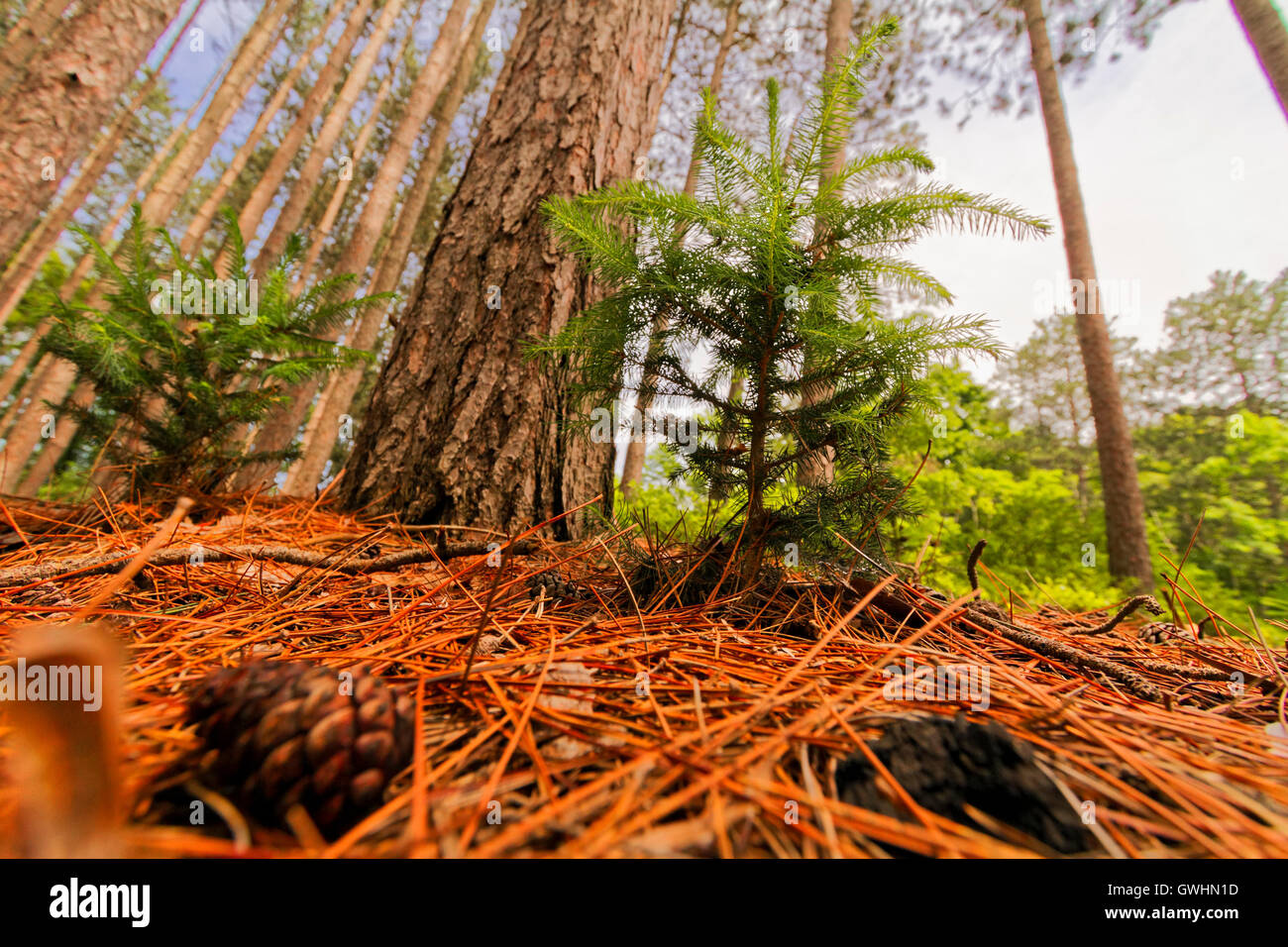 Forest trees landscape Stock Photo - Alamy