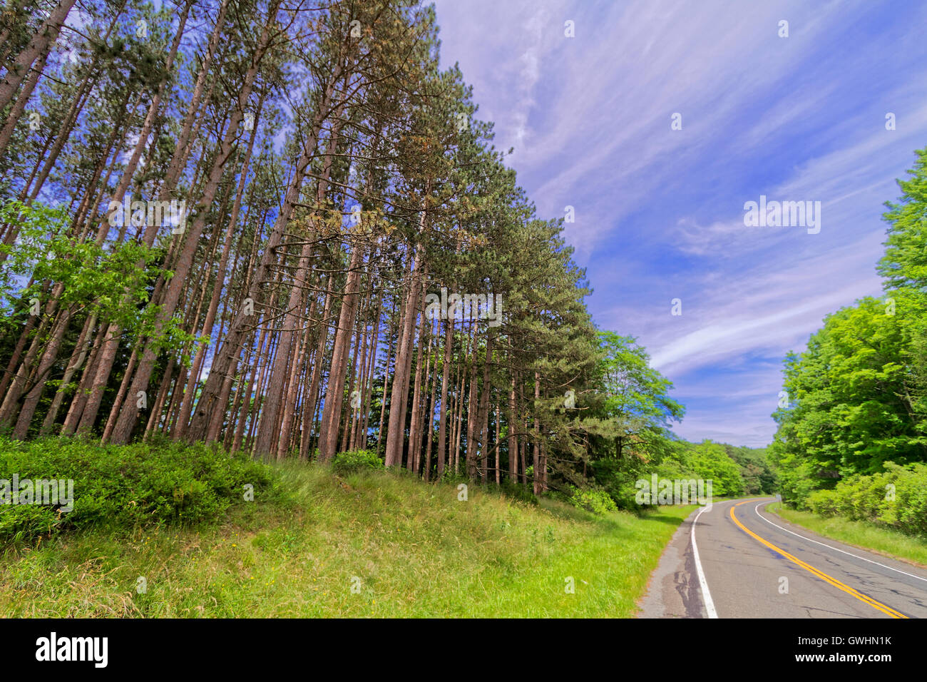 Forest trees landscape Stock Photo - Alamy