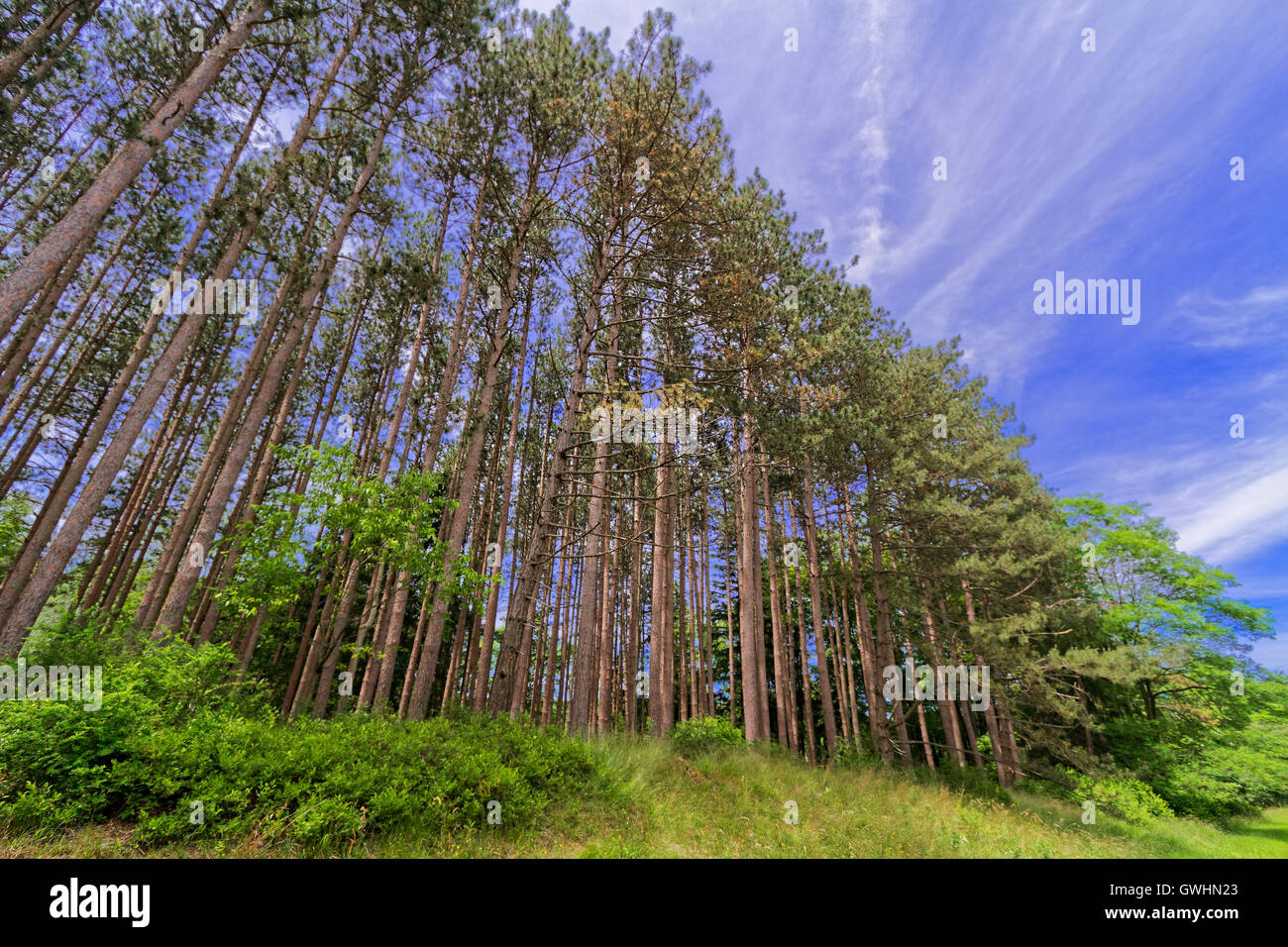 Forest trees landscape Stock Photo - Alamy
