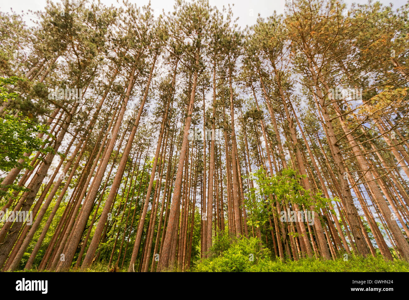 Forest trees landscape Stock Photo - Alamy