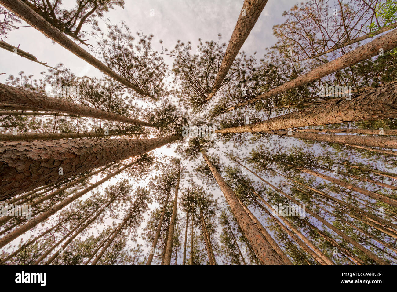 Forest trees landscape Stock Photo - Alamy
