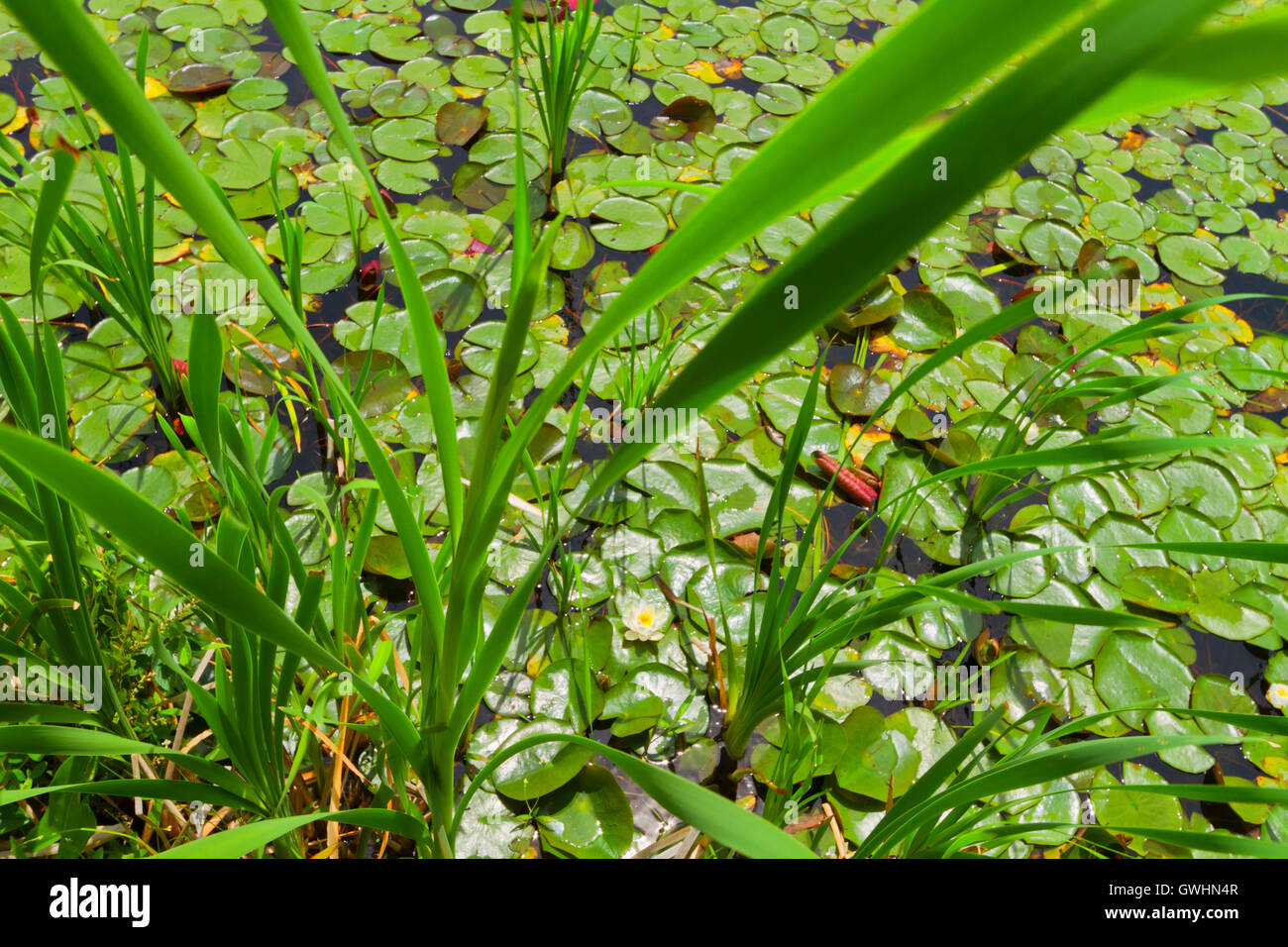 Beautiful view of sunset on the forest lake Stock Photo - Alamy