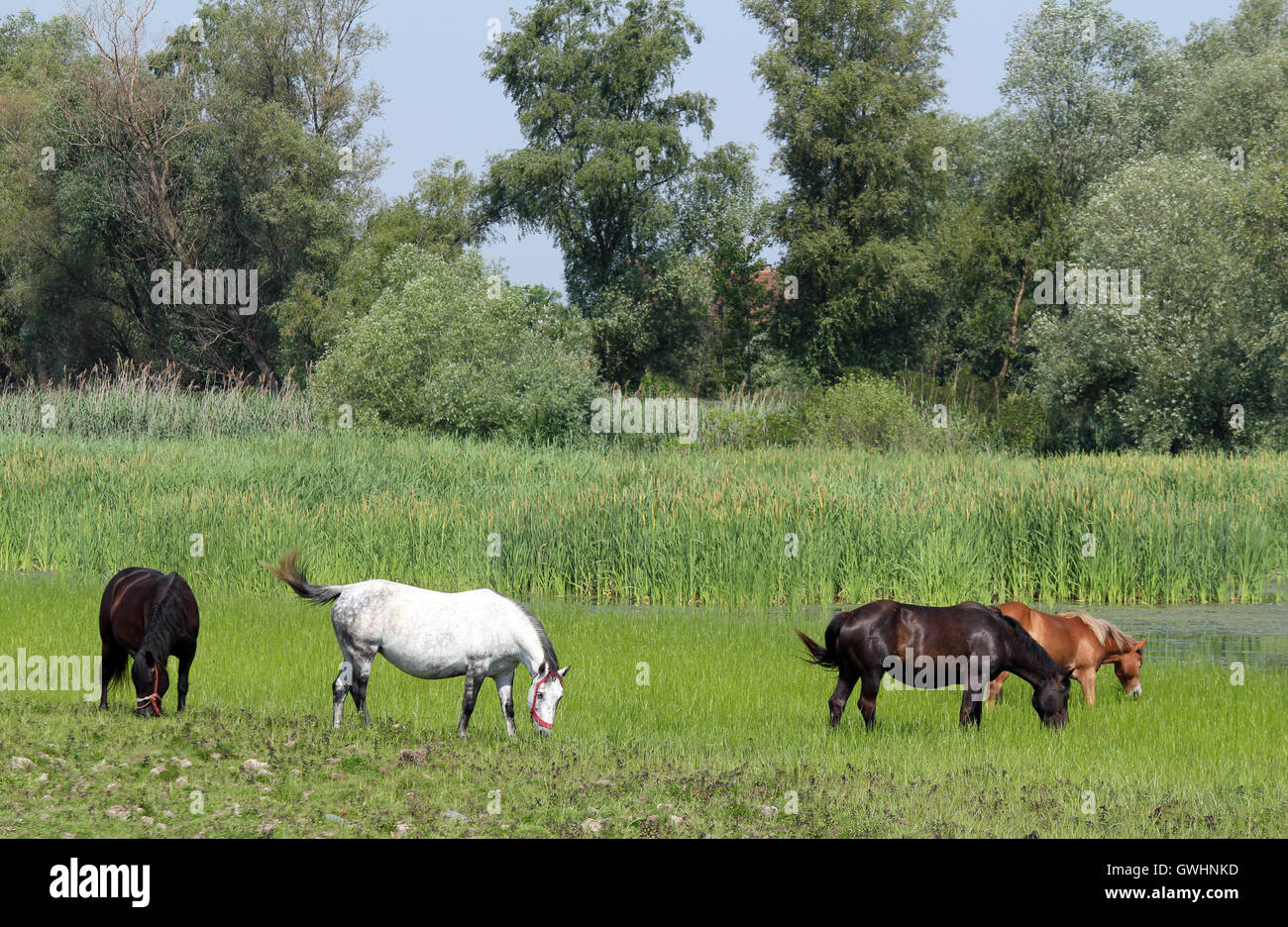 horses on pasture nature farm scene Stock Photo - Alamy