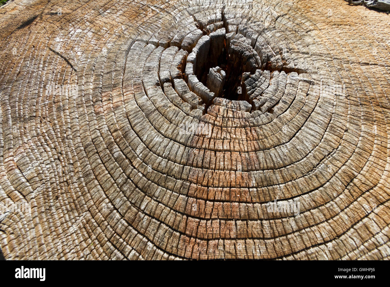 Old cut weathered wood texture with age rings background Stock Photo ...