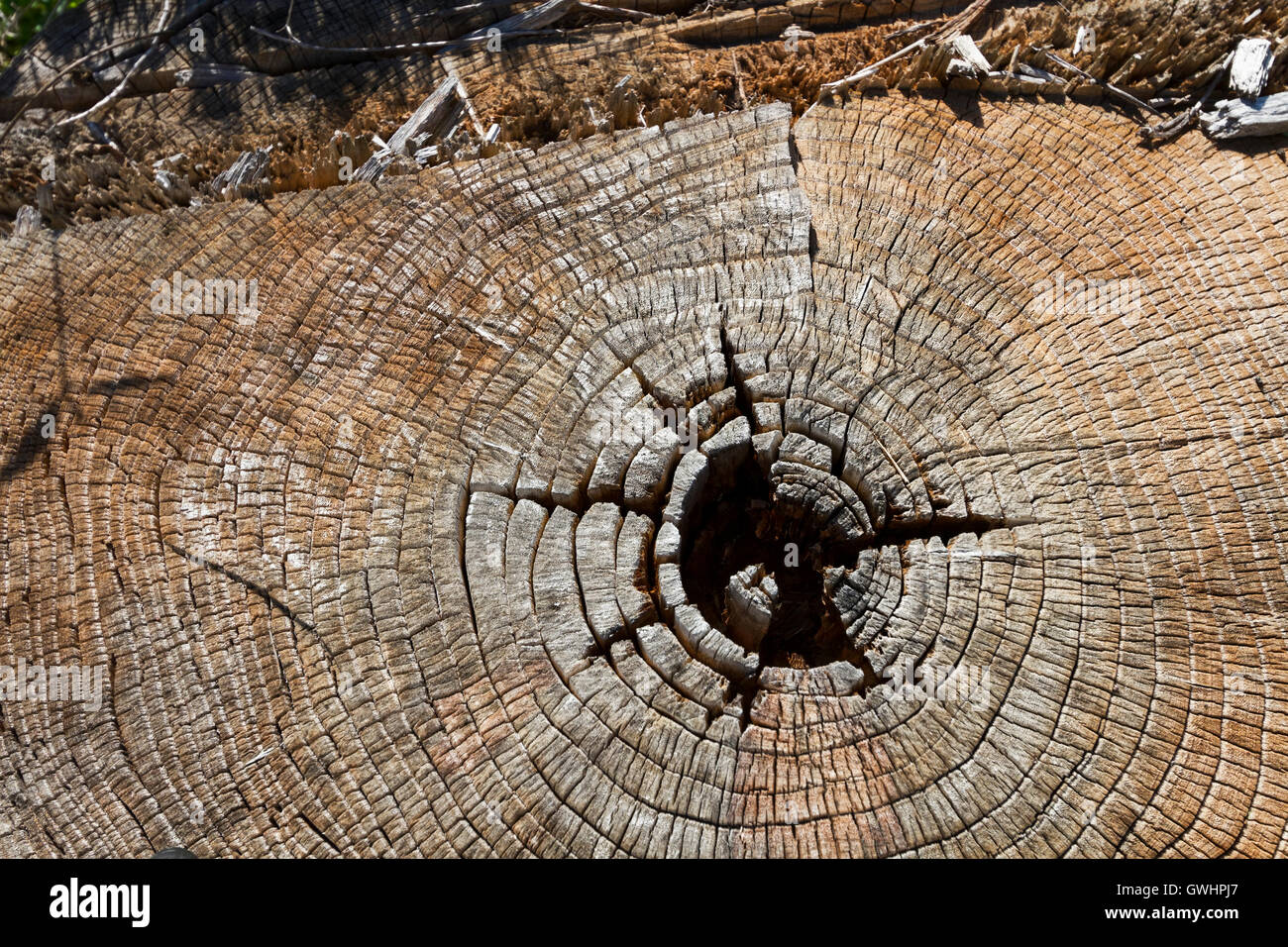 Old cut weathered wood texture with age rings background Stock Photo ...