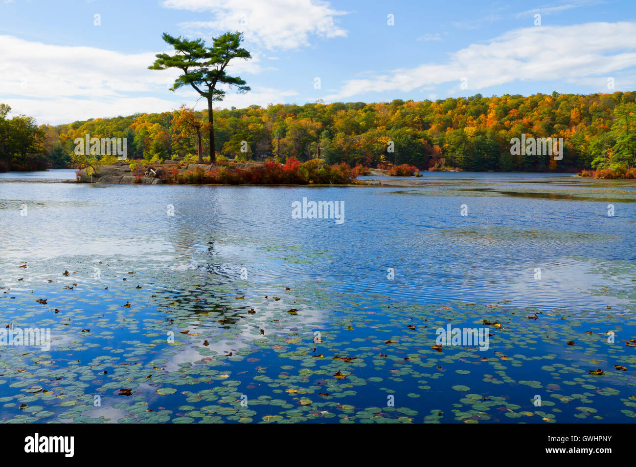 Fall landscape with the forest lake Stock Photo - Alamy