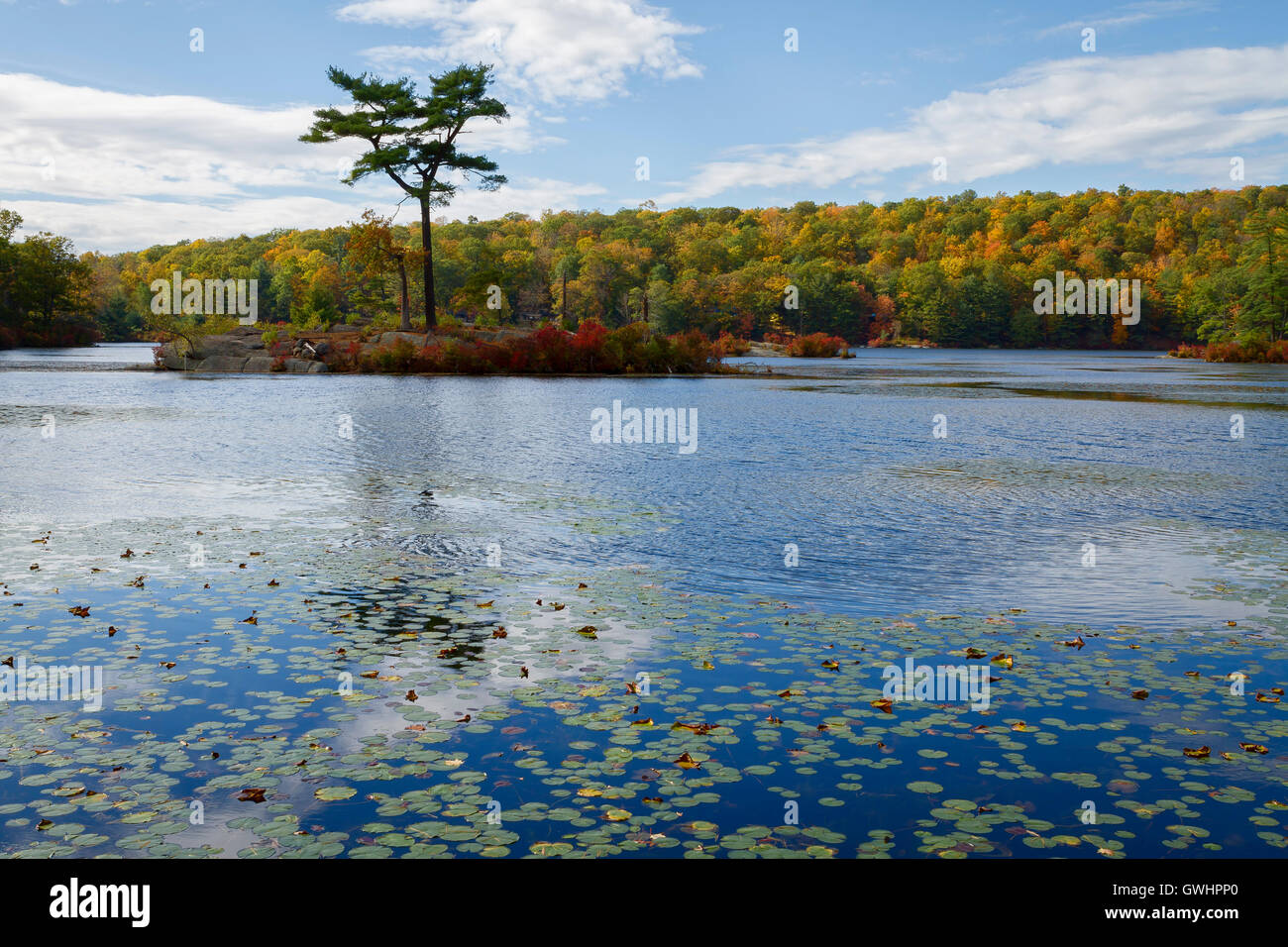 Fall landscape with the forest lake Stock Photo - Alamy