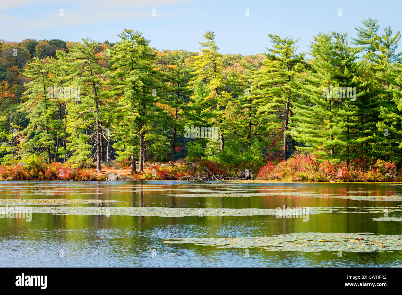 Fall landscape with the forest lake Stock Photo - Alamy
