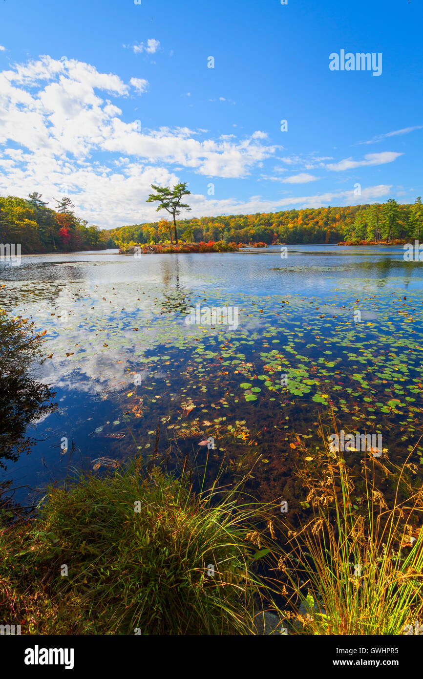 Fall landscape with the forest lake Stock Photo - Alamy