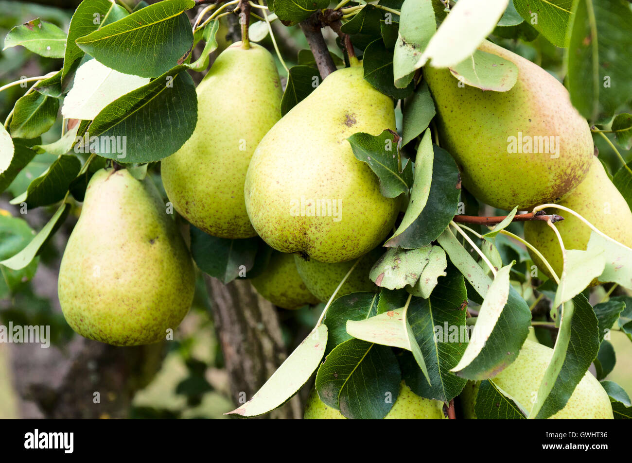 Maturing pears hi-res stock photography and images - Alamy