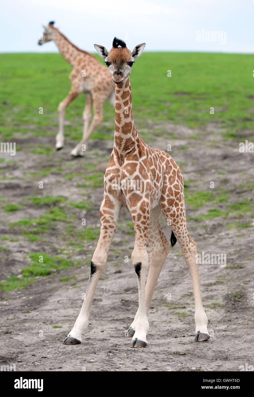Five-week-old (left) and nine-day-old (right) Rothschild's giraffe ...