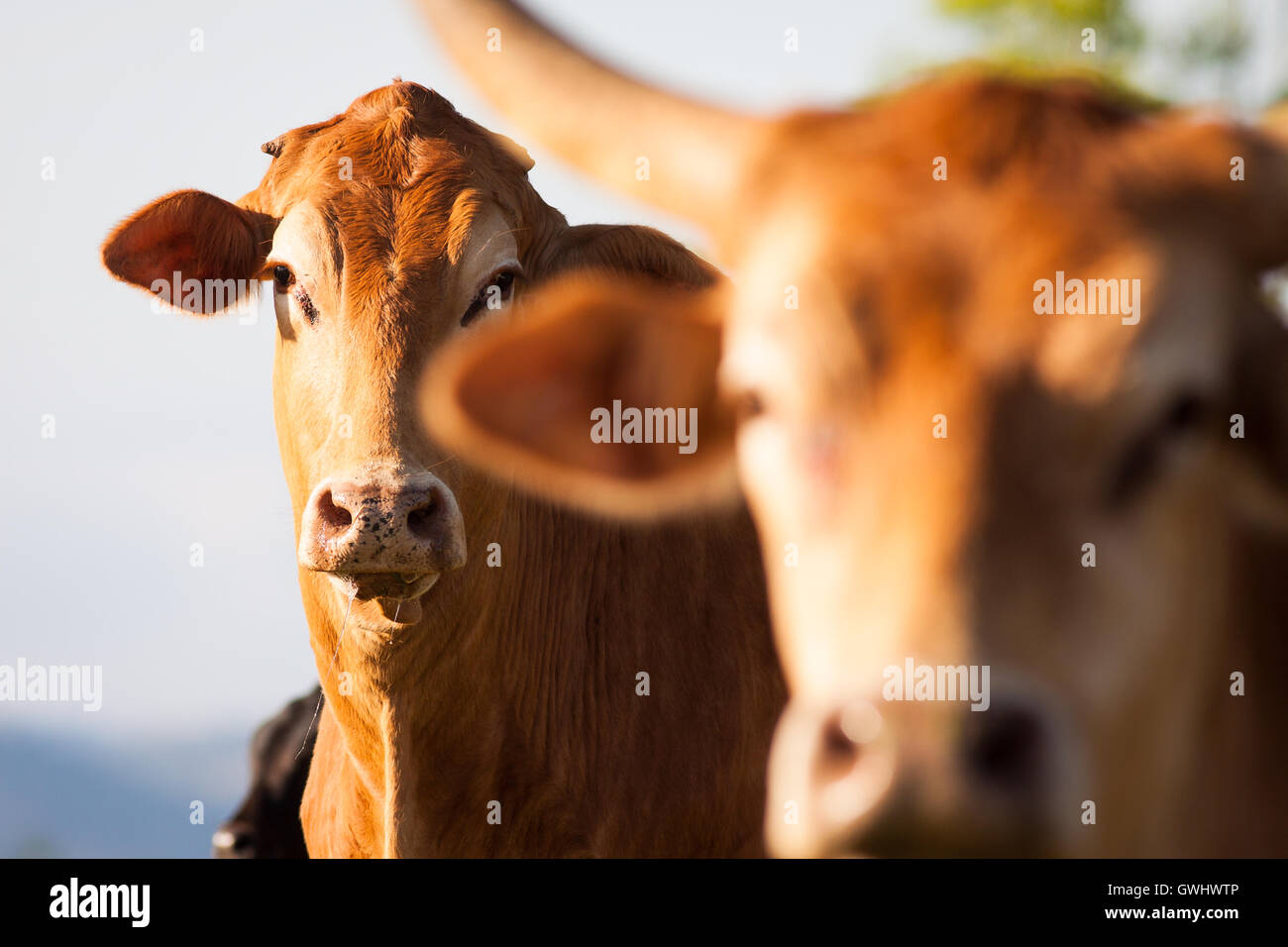 Beef breed hi-res stock photography and images - Alamy