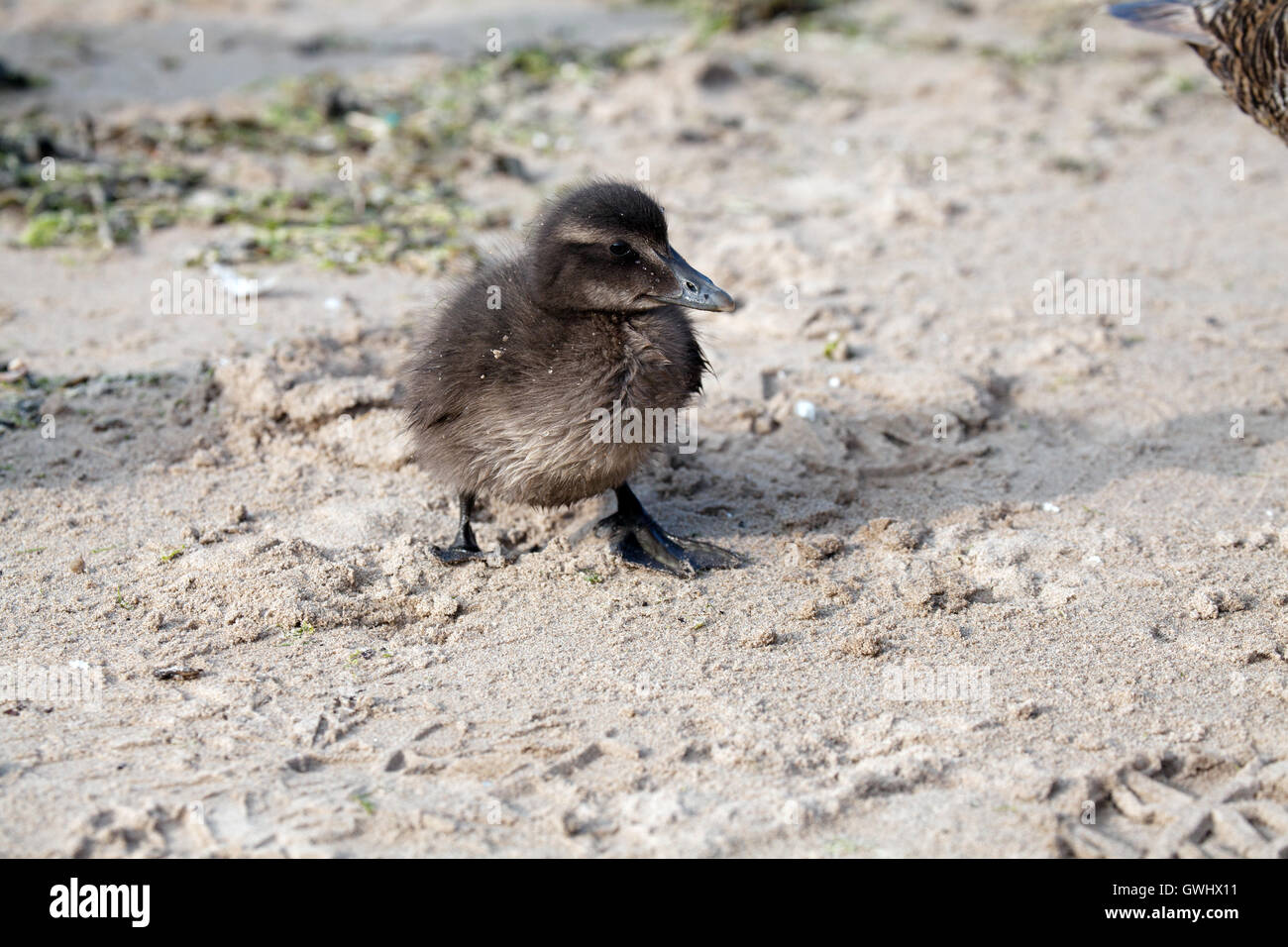 Baby eider duck chick on Seahouses beach Northumberland England Great ...