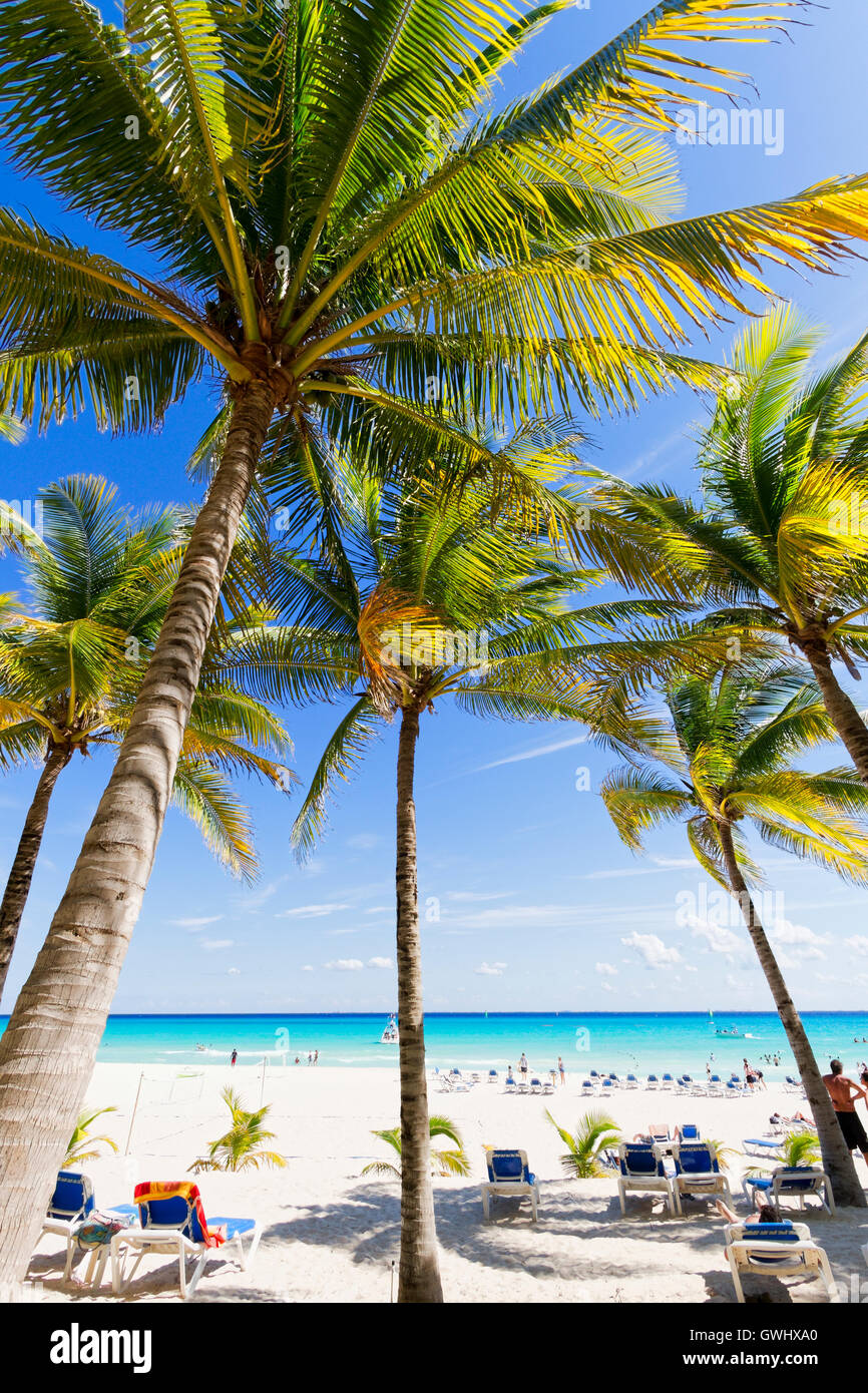 View of Caribbean beach with palm trees Stock Photo - Alamy