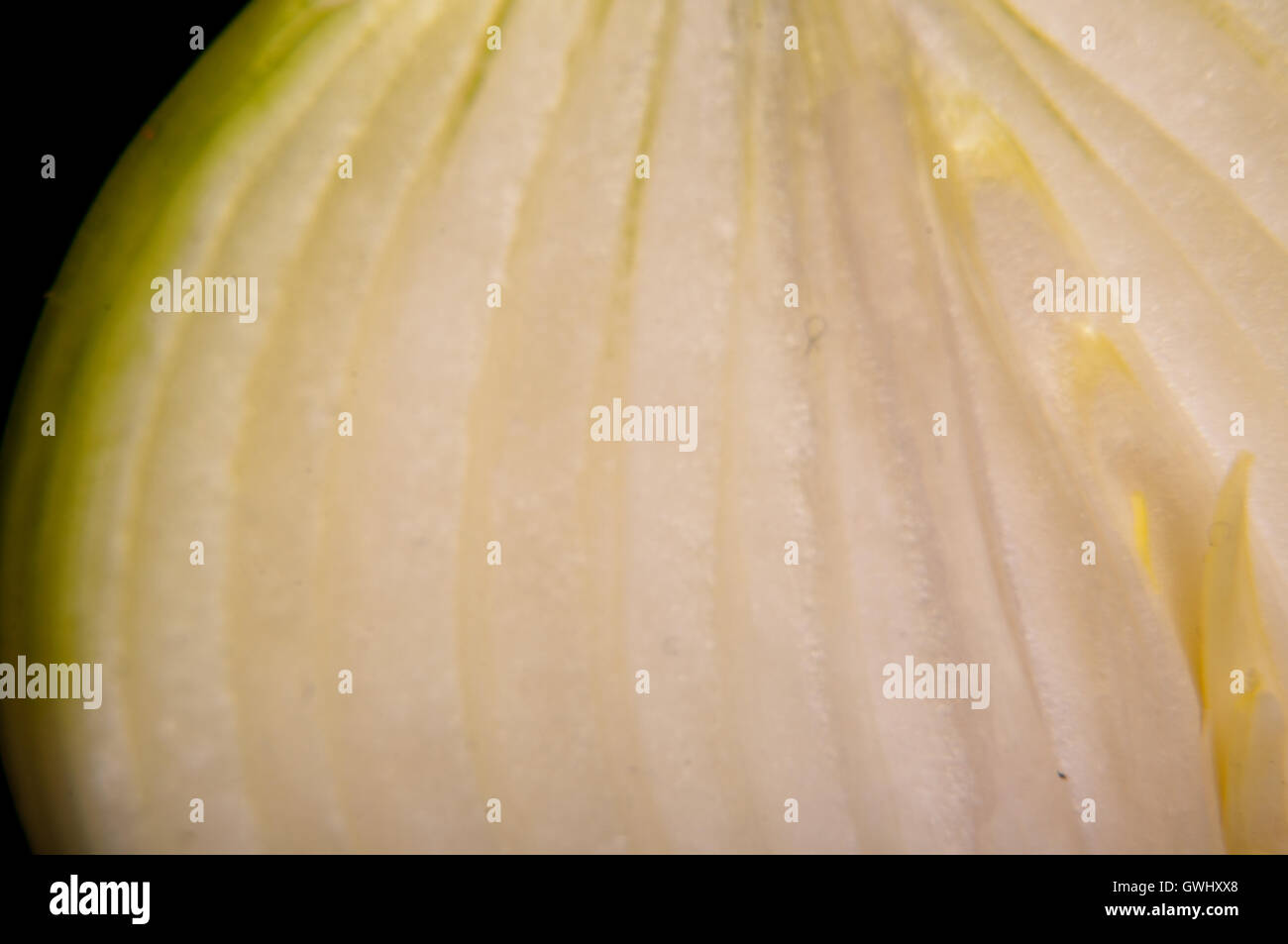 Onion close up Stock Photo - Alamy