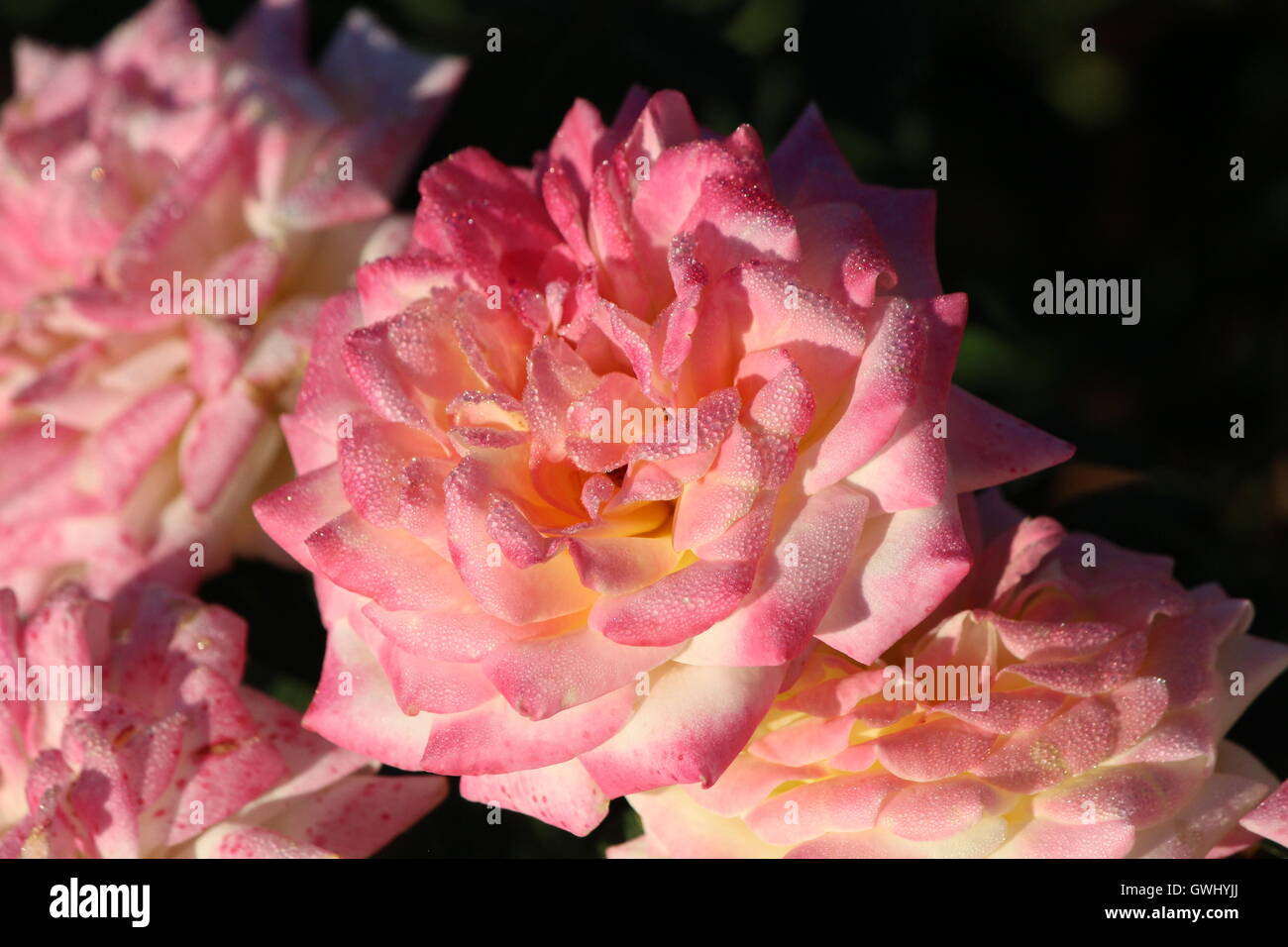 Roses in dew hi-res stock photography and images - Alamy