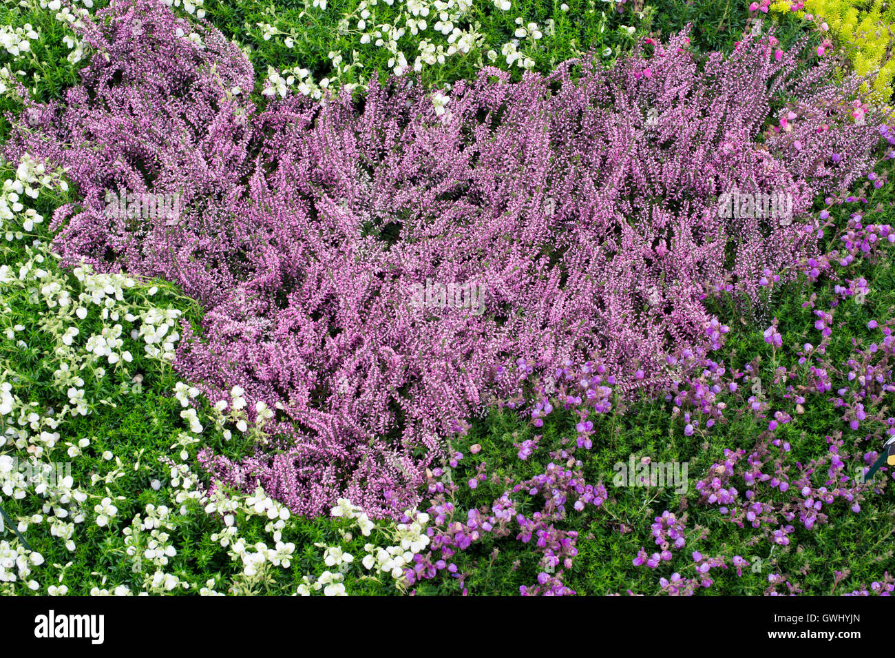 Erica. Flowering heather display at a flower show. UK Stock Photo - Alamy