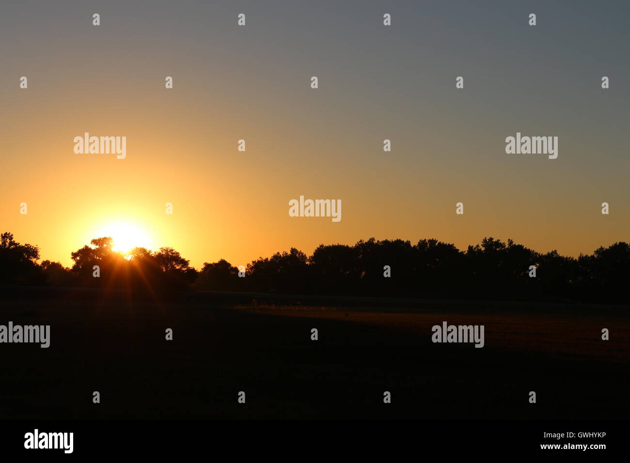Spring forest sunrise forest rising sun morning forest hi-res stock ...