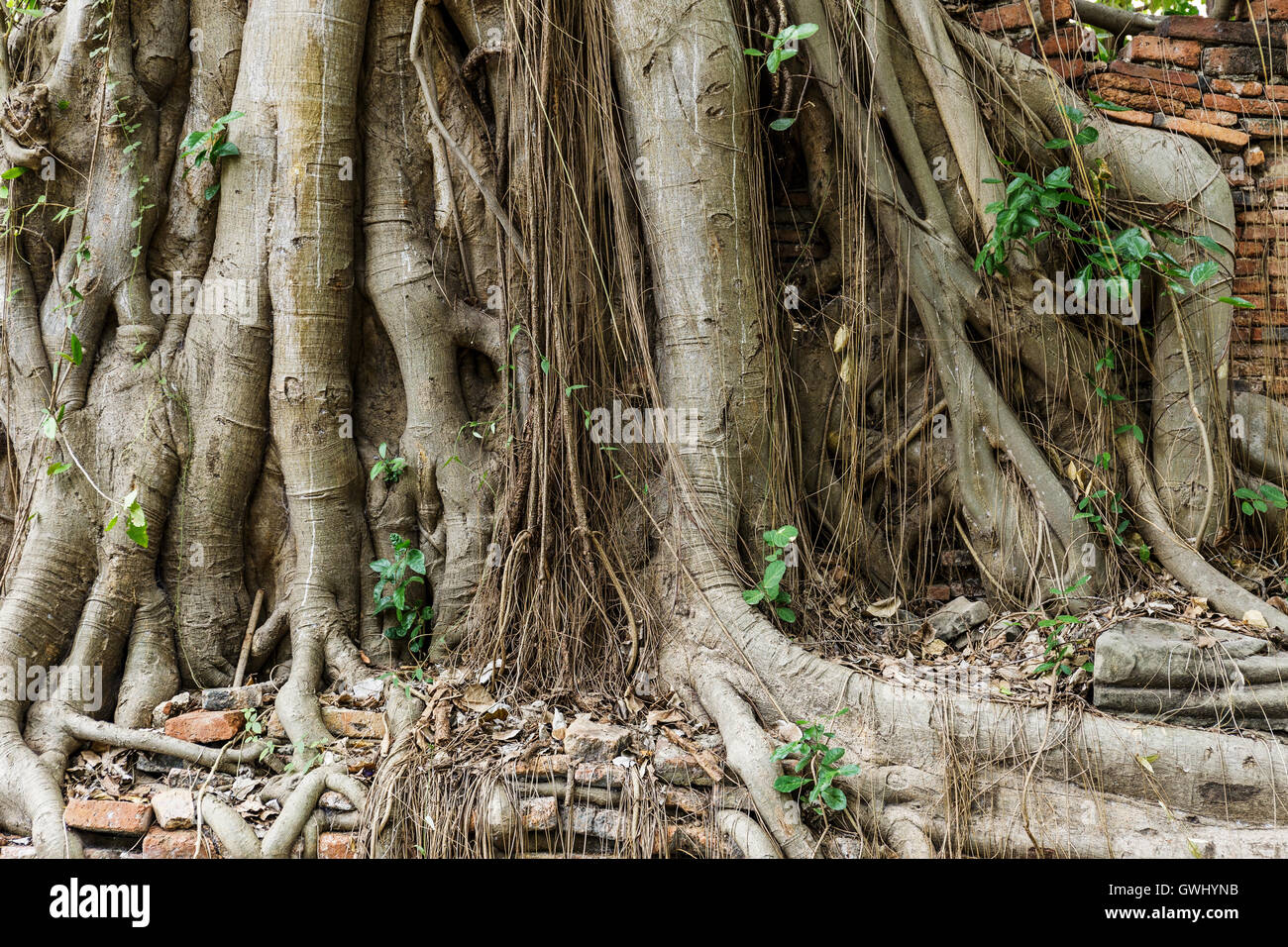 Ancient tree roots Stock Photo - Alamy