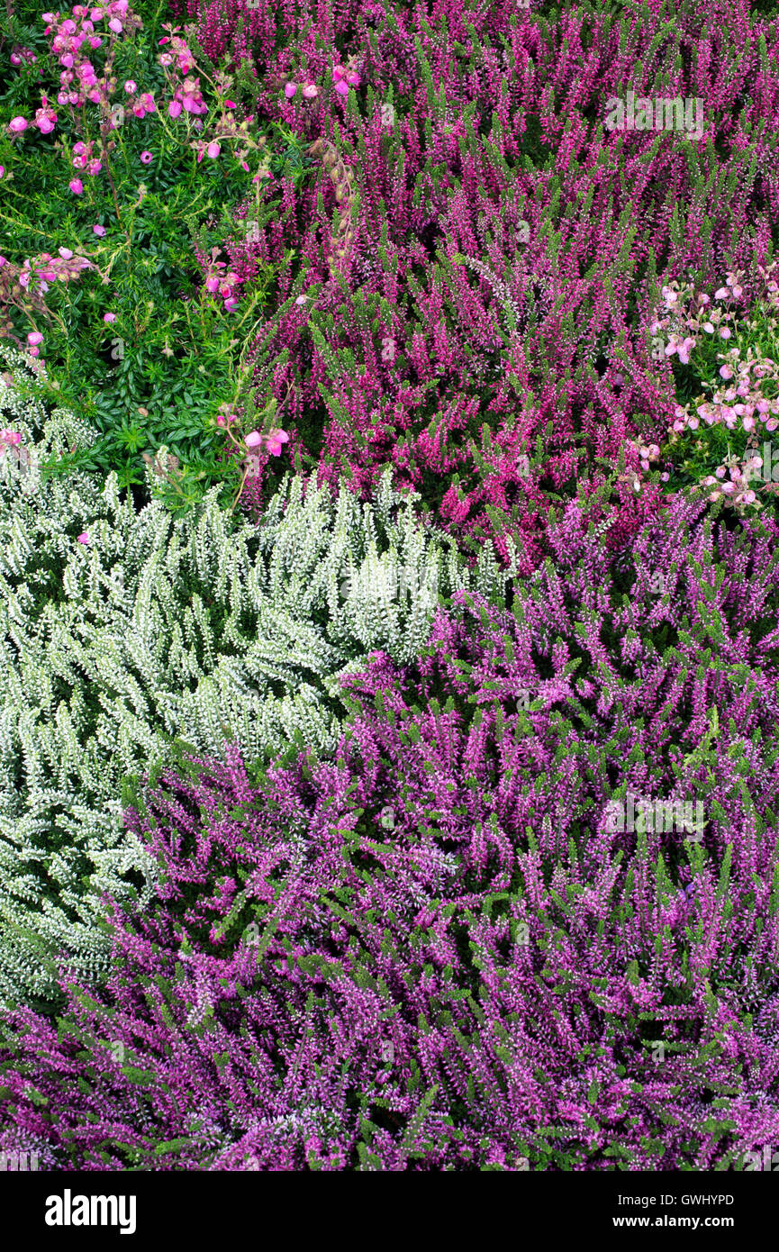 Erica. Flowering heather display at a flower show. UK Stock Photo - Alamy