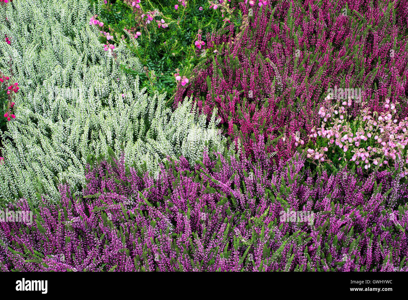 Erica. Flowering heather display at a flower show. UK Stock Photo - Alamy