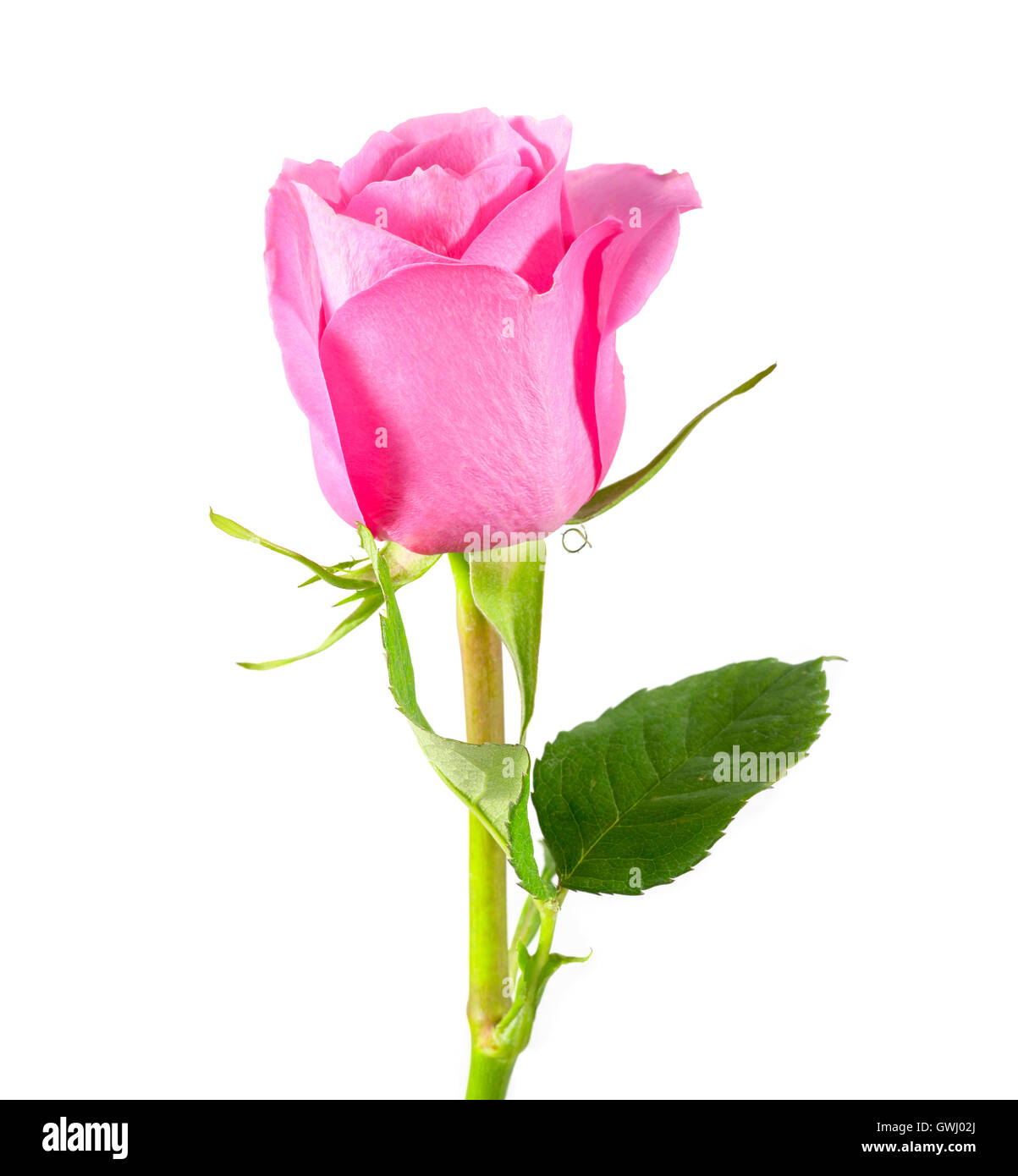 pink rose isolated on a white background Stock Photo - Alamy