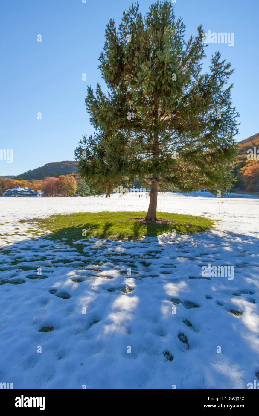 Beautiful christmas tree growing on the field, surrounded by snow Stock ...