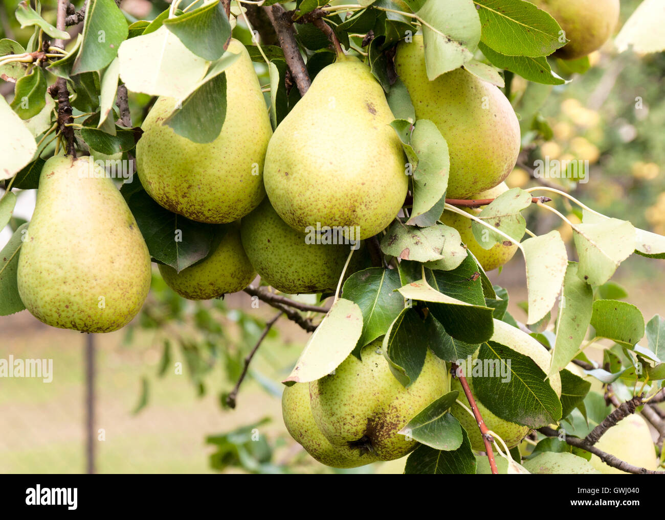 Cluster of pears hi-res stock photography and images - Alamy