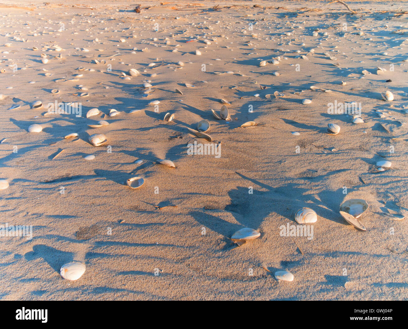 Atlantic Surf Clam High Resolution Stock Photography and Images - Alamy