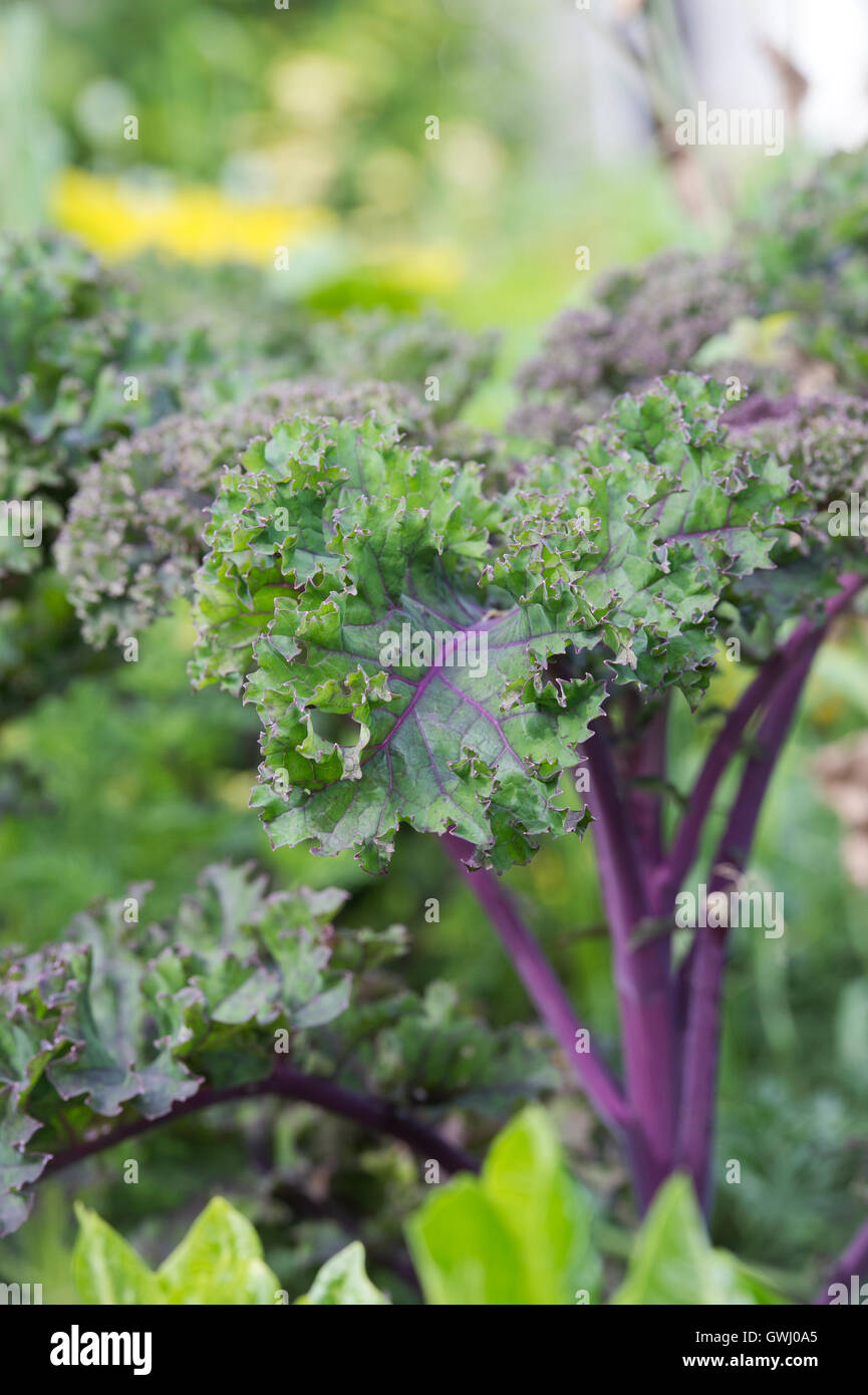 Kale redbor hi-res stock photography and images - Alamy