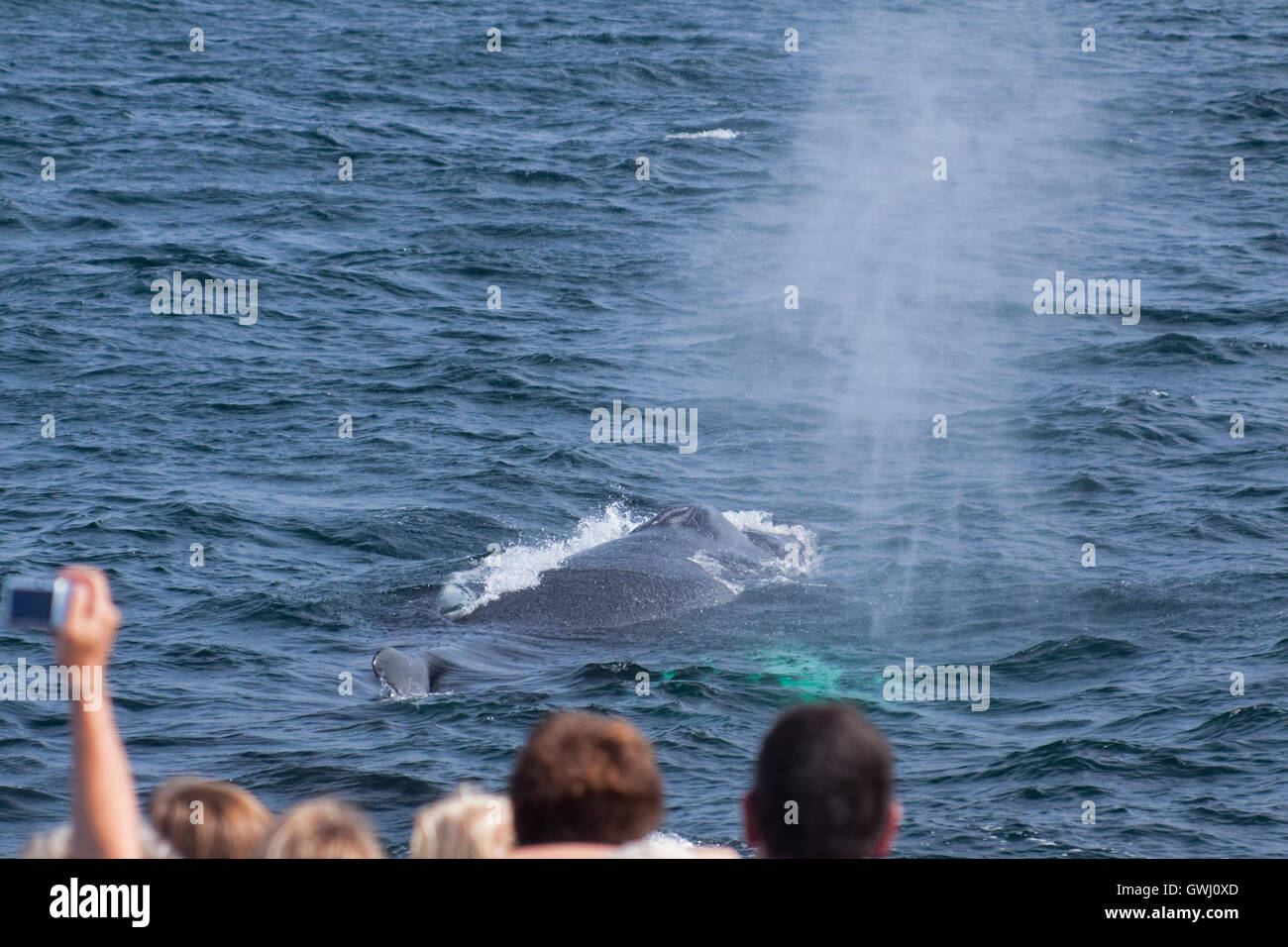 Whale watching experience off the coast of Atlantic Stock Photo - Alamy
