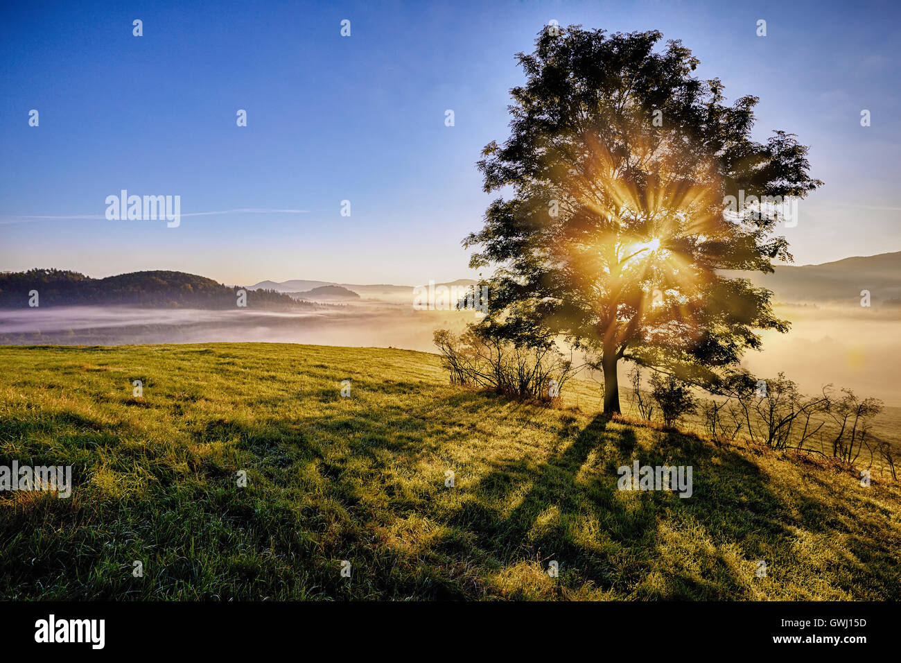 sunrise beams through the foggy tree Stock Photo - Alamy