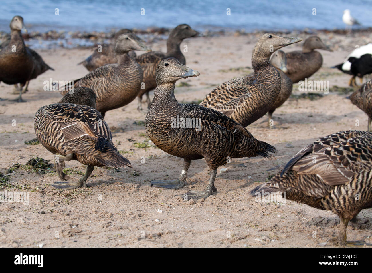 Eider ducks on Seahouses beach at Northumberland England Great Britain ...