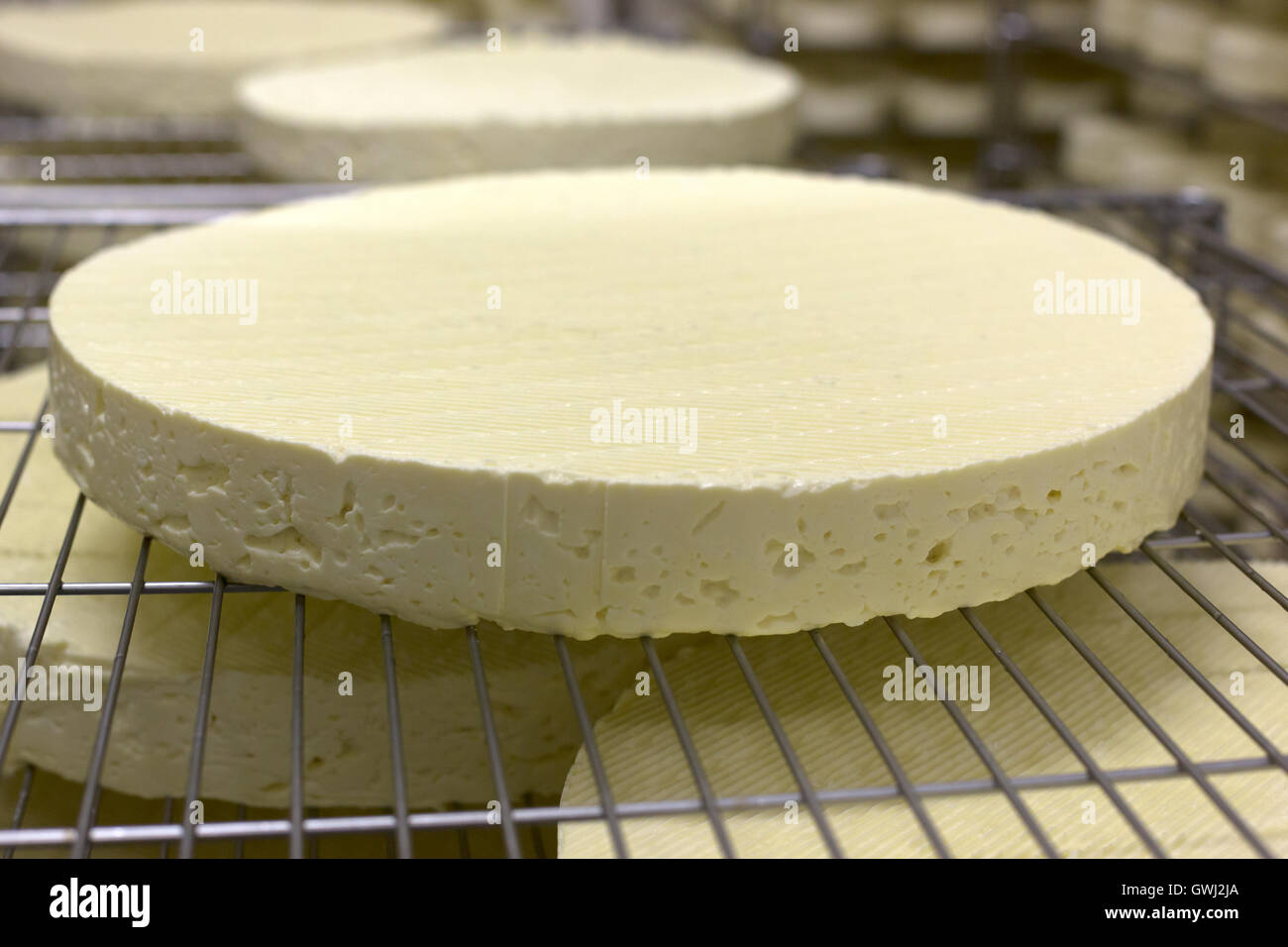 Ripening Cheeses. Irish cheese making farm, County Tipperary, Ireland ...